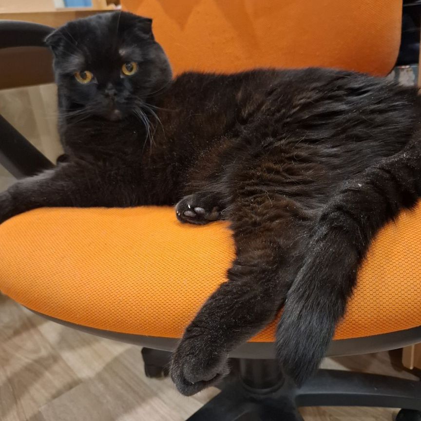 Шотландская вислоухая короткошёрстная кошка, взрослая