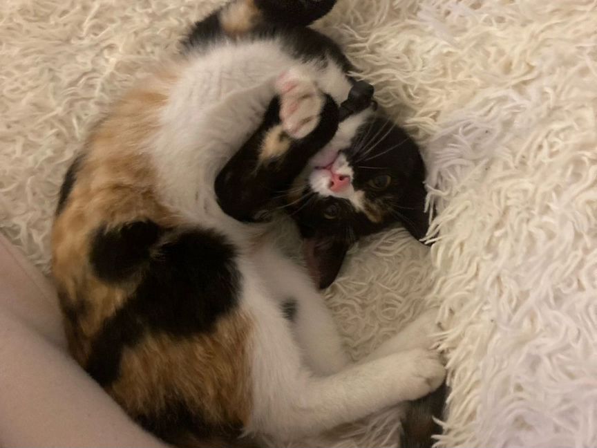 Кошка мечты вашей в дар бесплатно