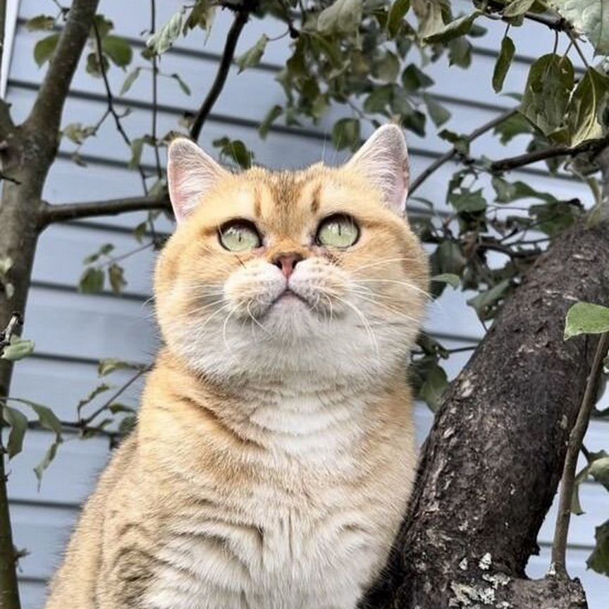 Золотая королева кошка Тая