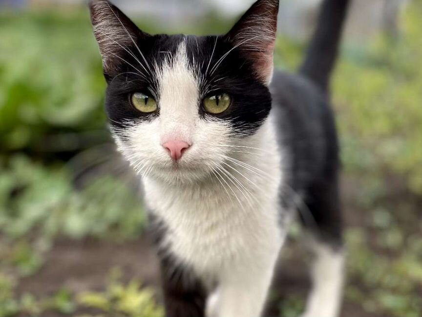 Кошечка, около года
