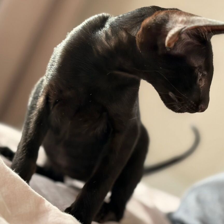 Ориентальный котёнок