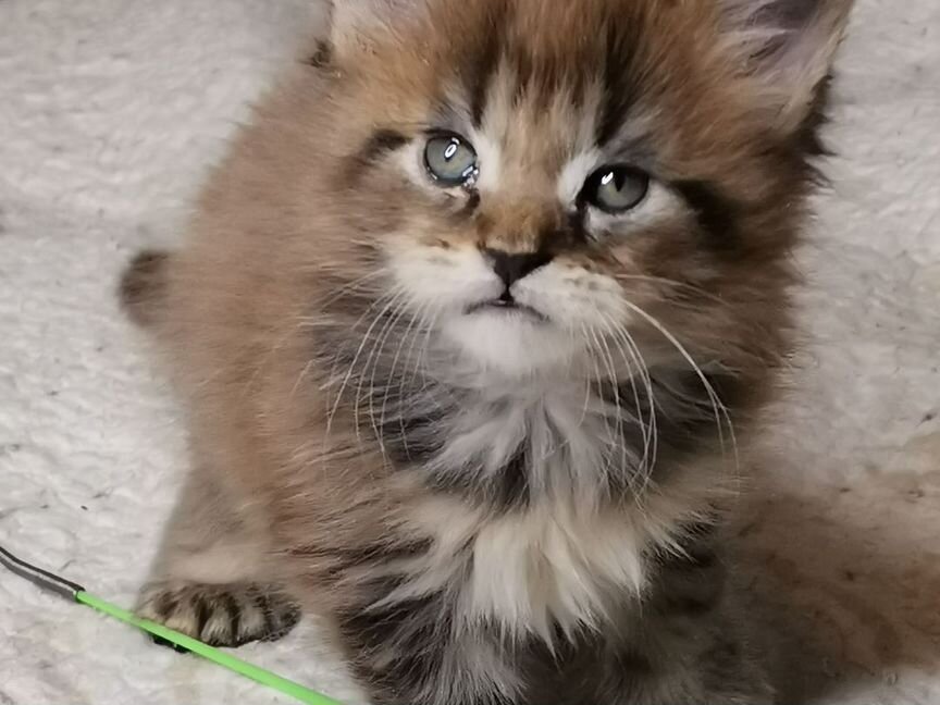 Мейн-куны красатуны