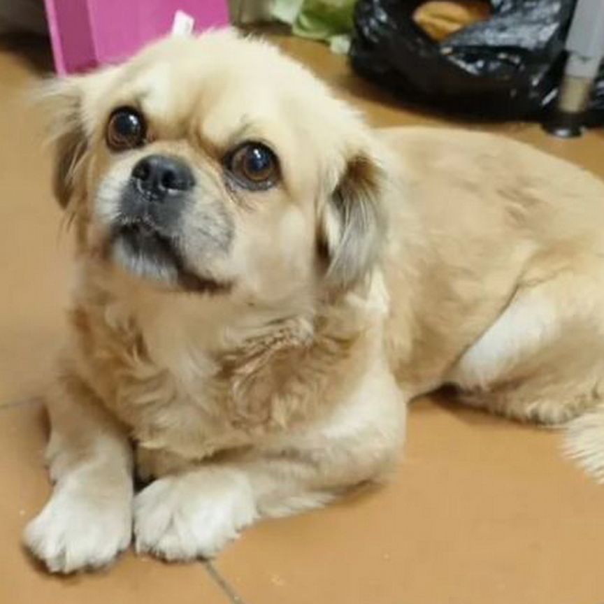 Пекинес, взрослая собака