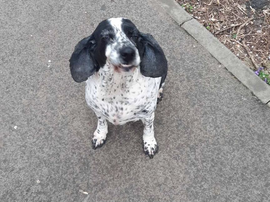 Русский спаниель в добрые руки