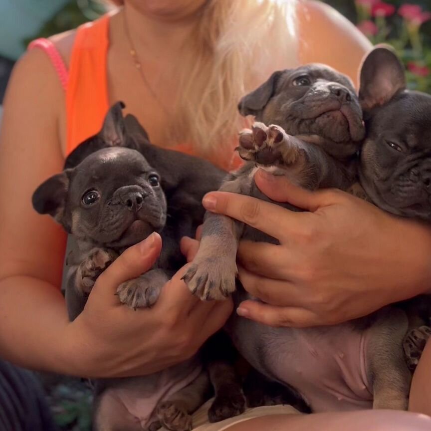 Щенки французики голубые девочки.лиловая одна