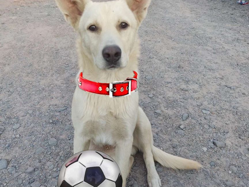 Белый снеж ищет семью