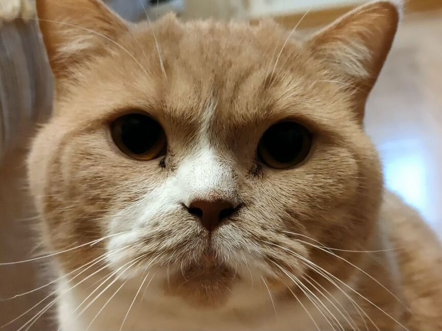 Потеряшка - потерялся кот