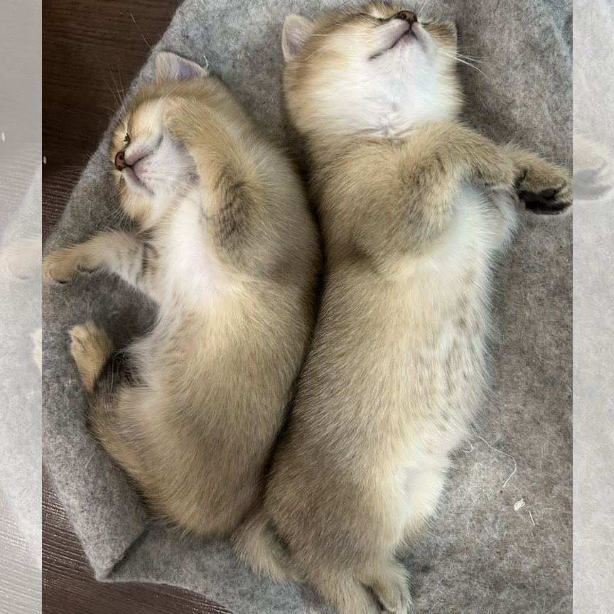 Котята золотая шиншилла
