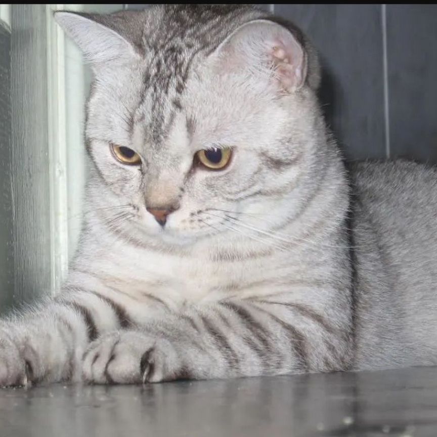Шотландская прямоухая кошка