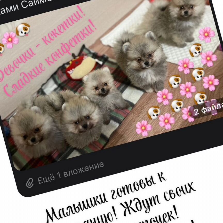 Купить щенка шпица в питомнике