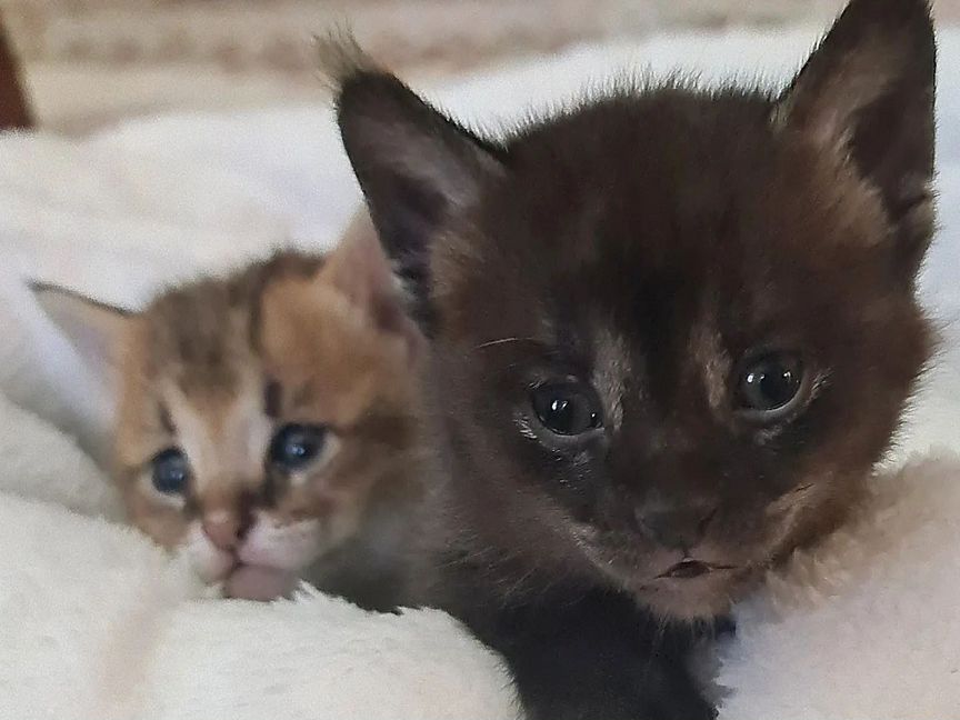 Котята чаузи ф1