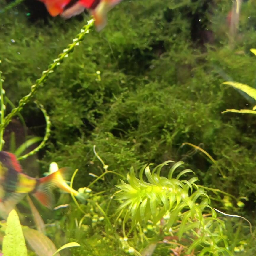 Аквариумные рыбки и растения