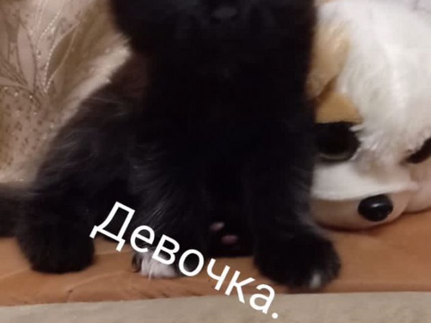 Котята мейн-кун