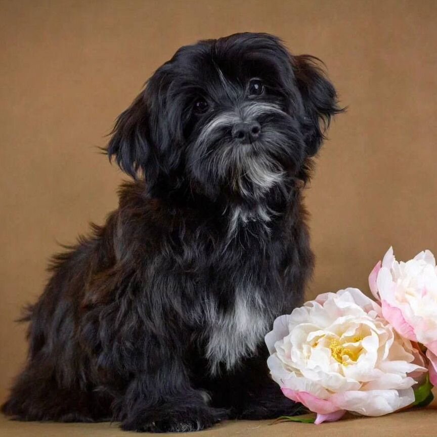 Гаванский бишон, щенок