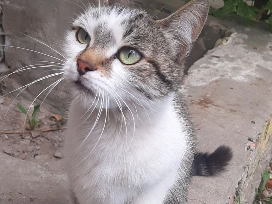 Котёнок в беде