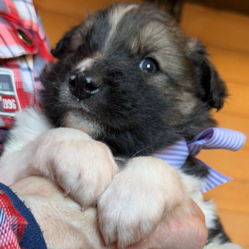 Щенок в добрые руки