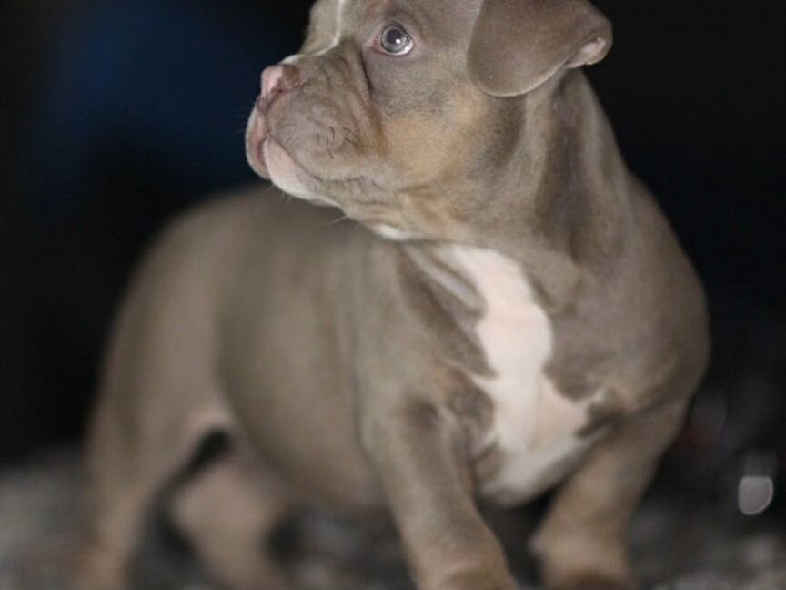 Собака. Американские булли. American Bully
