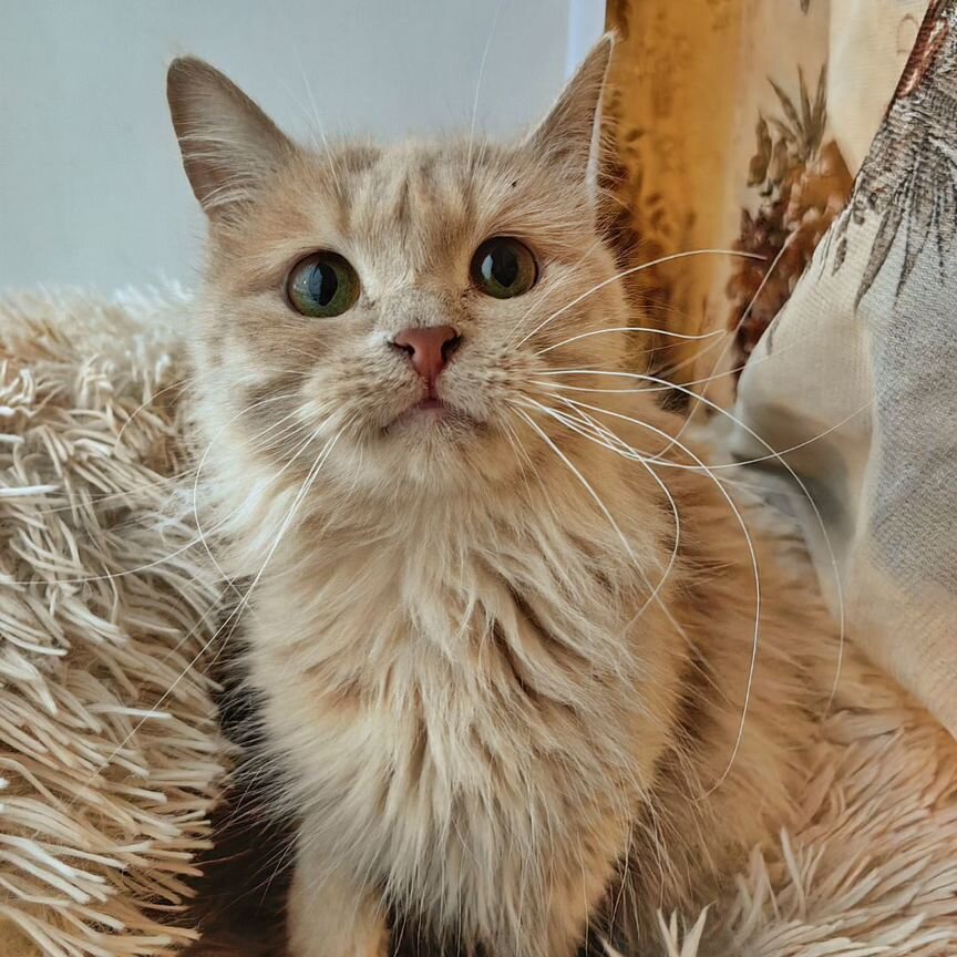 Эта кошечка выпала из окна став бздомной