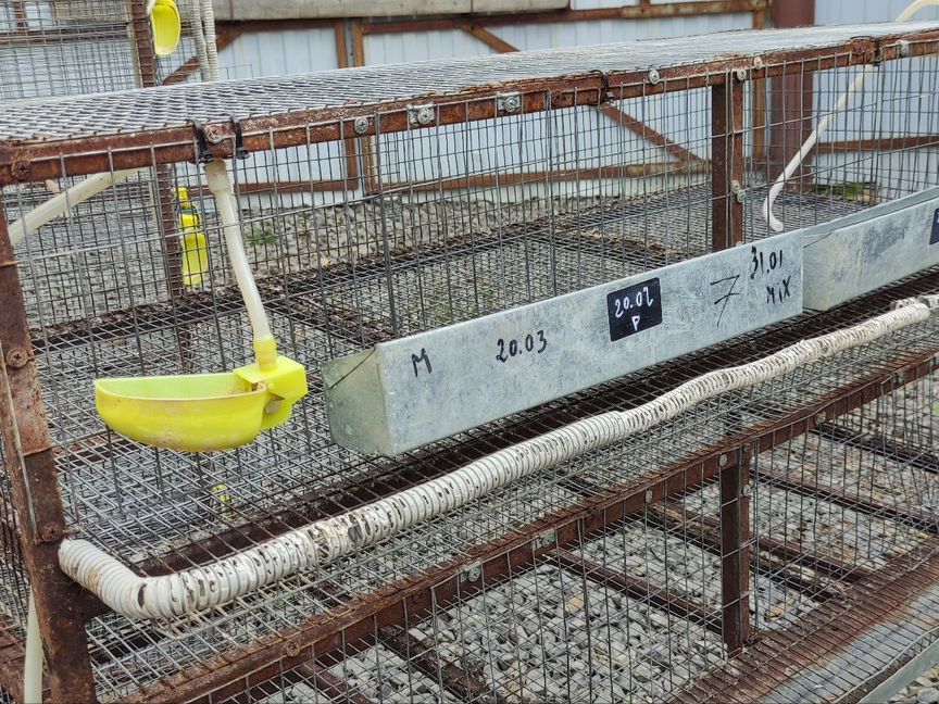 Клетки для перепелов бу