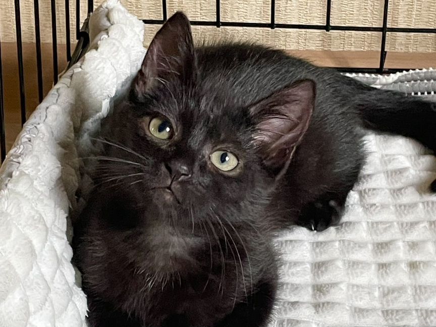 Котенок Клоп в добрые руки