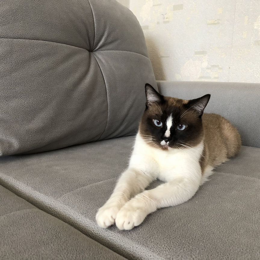 Котята сноу шу