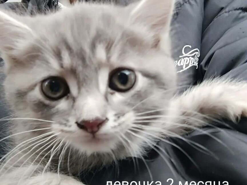 Ласковые котята. Хотят попасть в ваши добрые руки