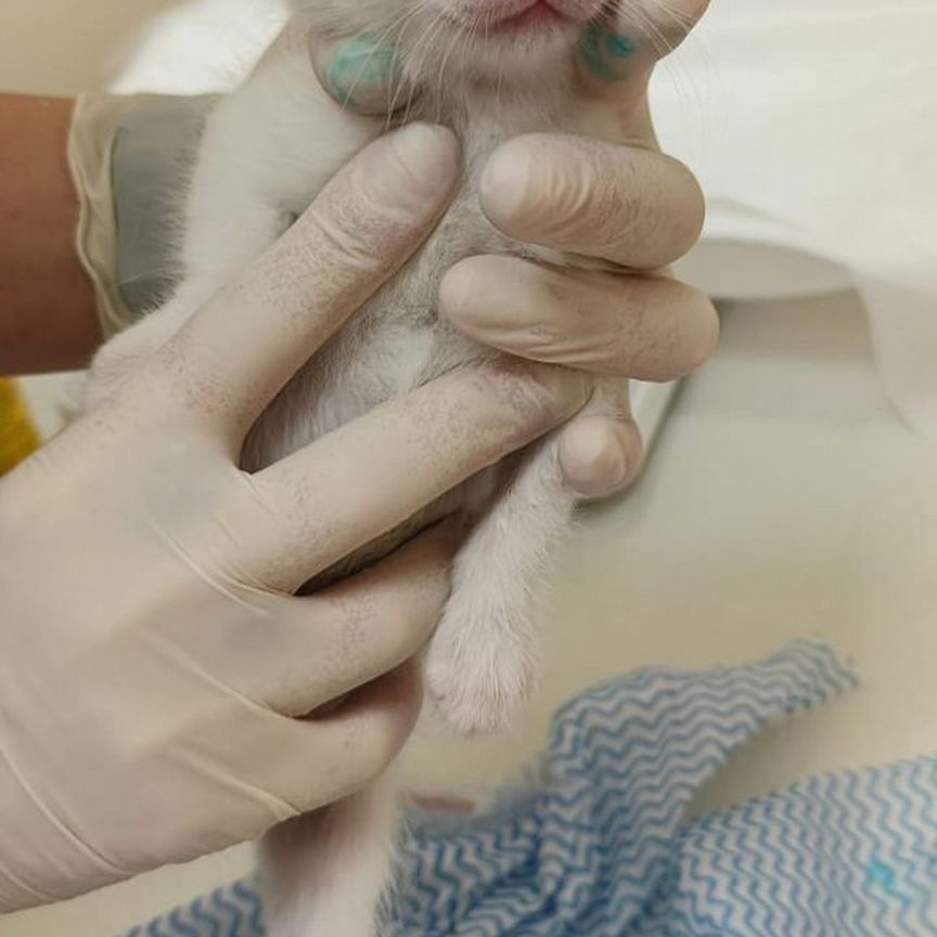 Котята