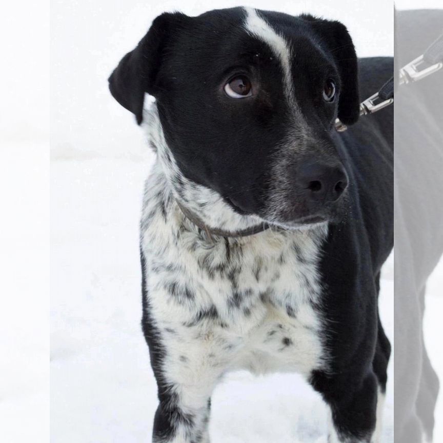 Собака в добрые руки отдам бесплатно