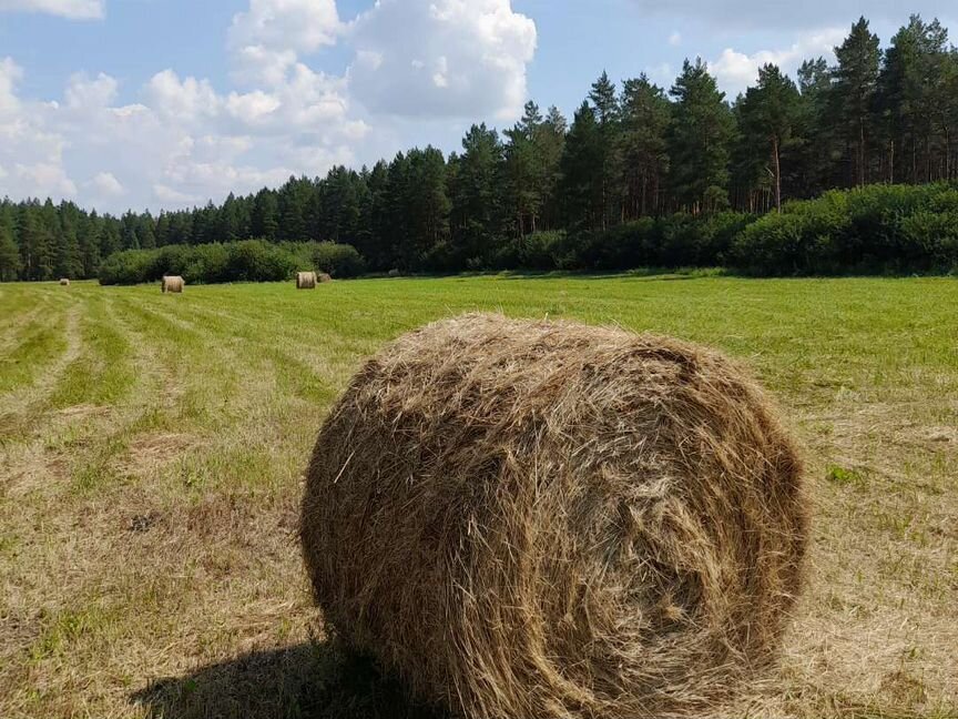 Сено в рулонах 2023