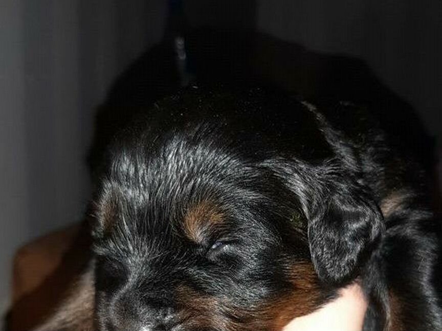 Щенки ротвейлера