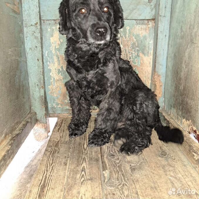 Собаки. мальчик пудель. и Рокки. кмв. в добрые