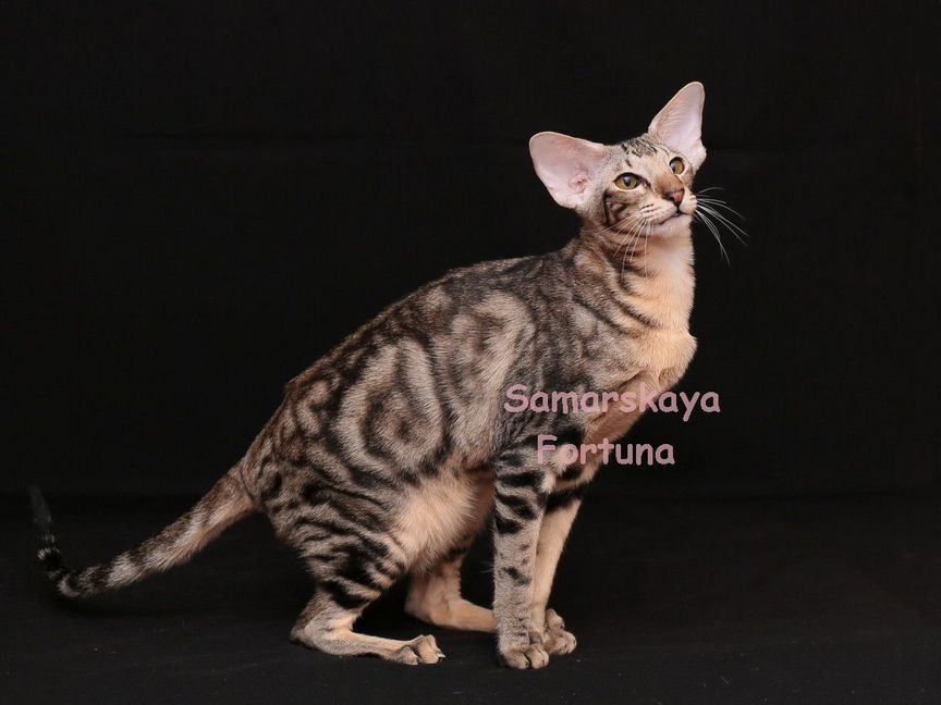 Котик 3 года