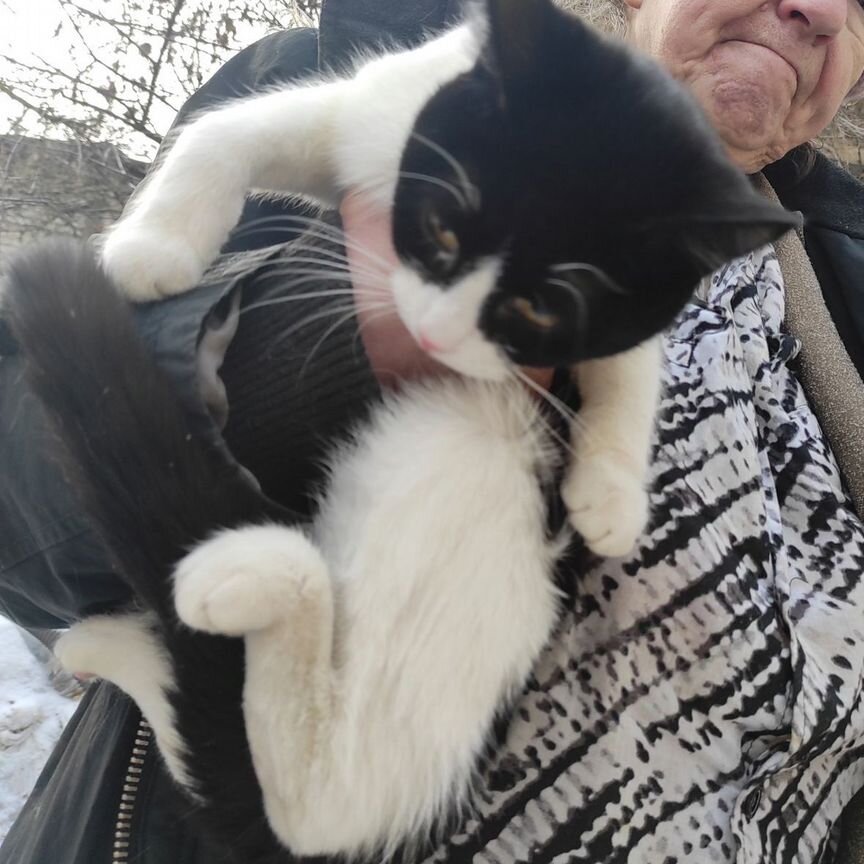 Котята среди хлама на морозе