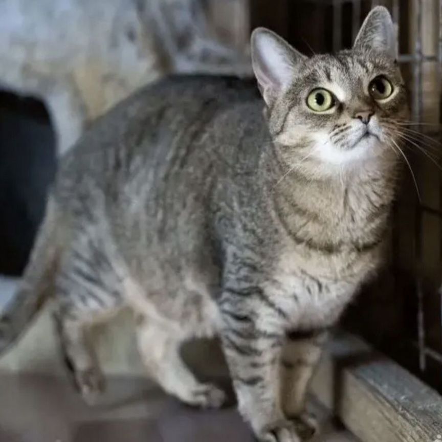 Очаровательная кошечка Дарина в добрые руки