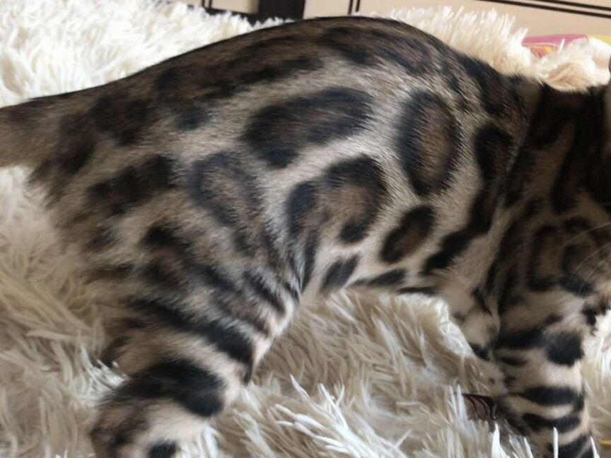 Высокопородные Бенгалы с богагой родословной