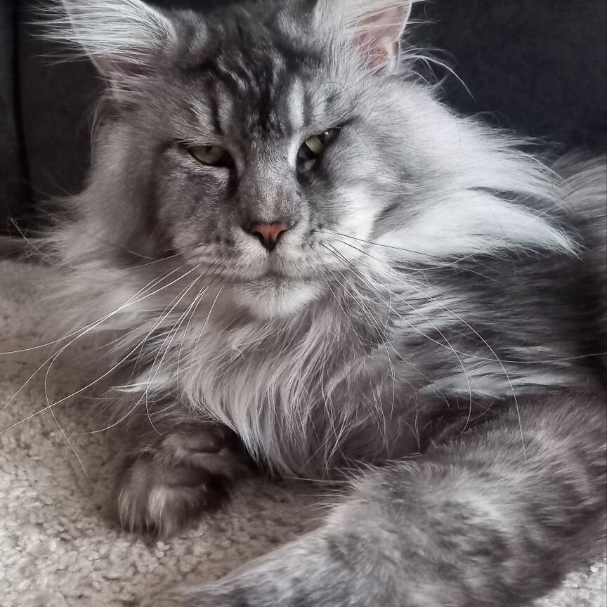 Кот Мейн кун