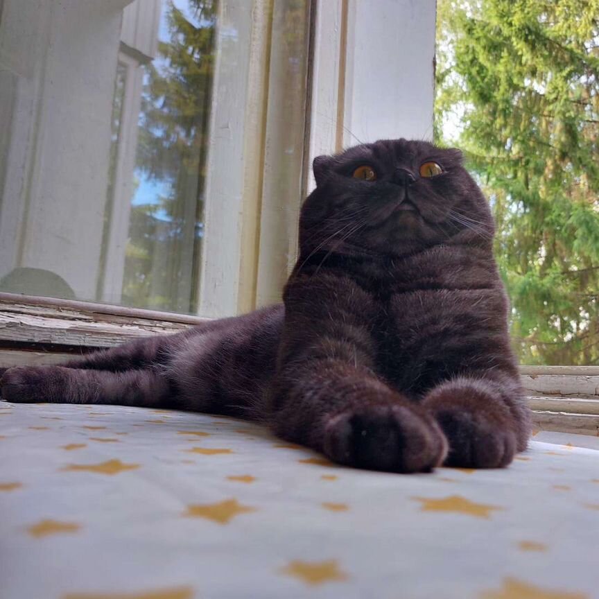 Британский кот для вязка