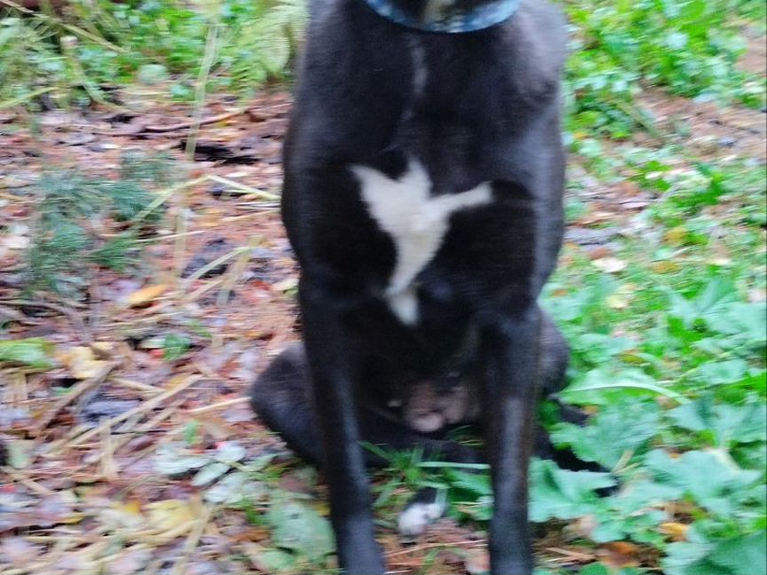 У небольшой собаки-большая беда