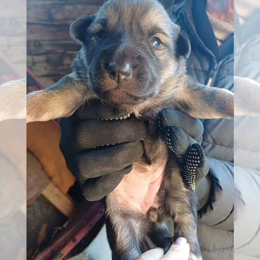 Щенок в добрые руки