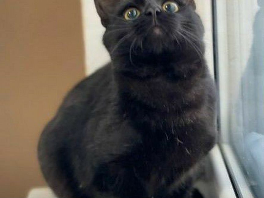 Котик