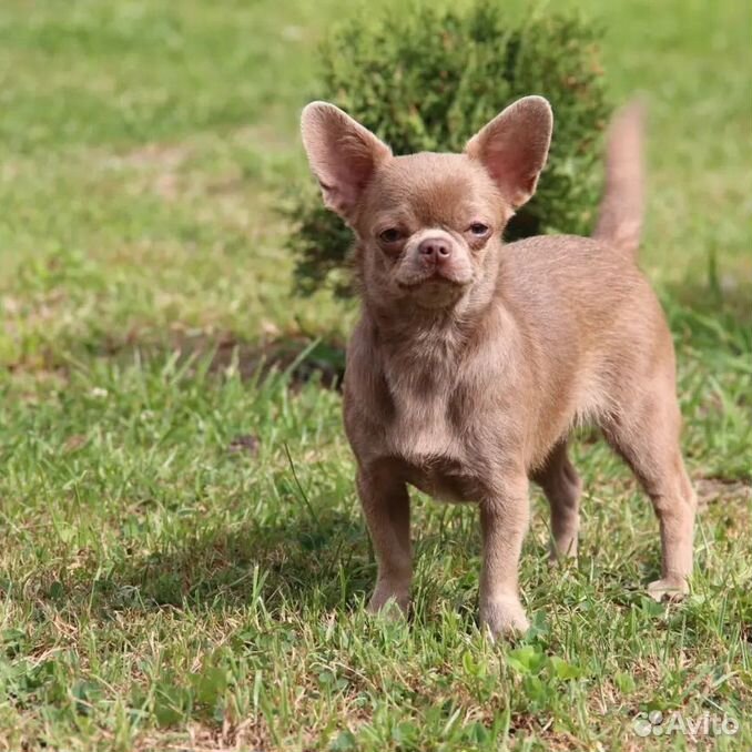 Цветные девочки, Брид