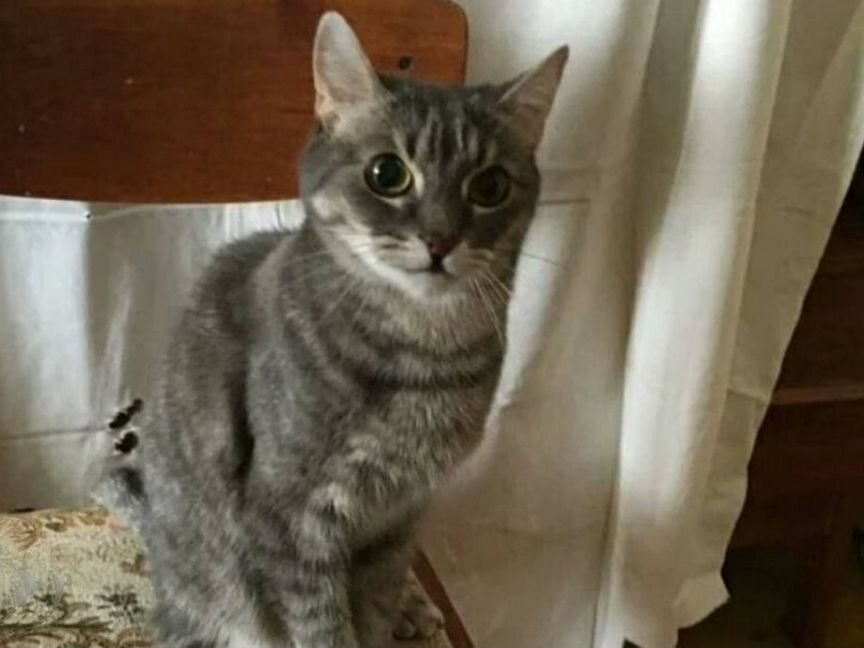 Отдам кота, был выкинутый в мусорку