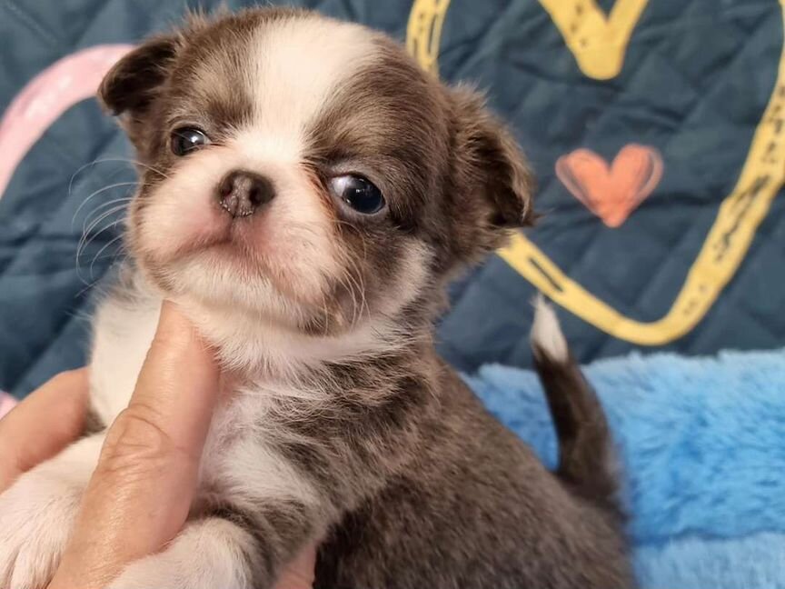 Голубая красивущая малышка