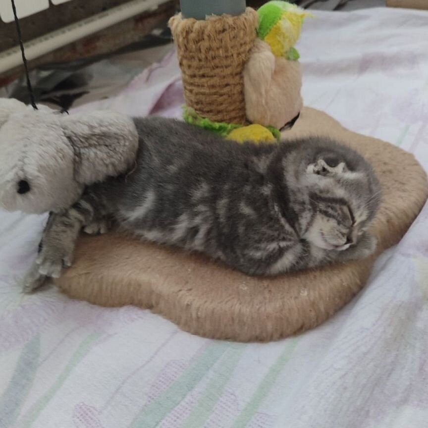 Шотландские вислоухие котята
