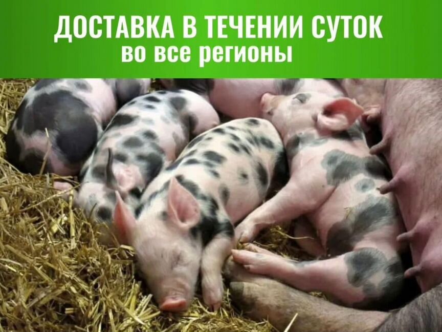 Семя хряка для оскменения