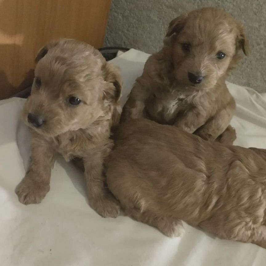 Той-пудель, щенок