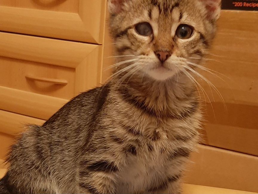 Малышу котенку мальчику нужен заботливый дом