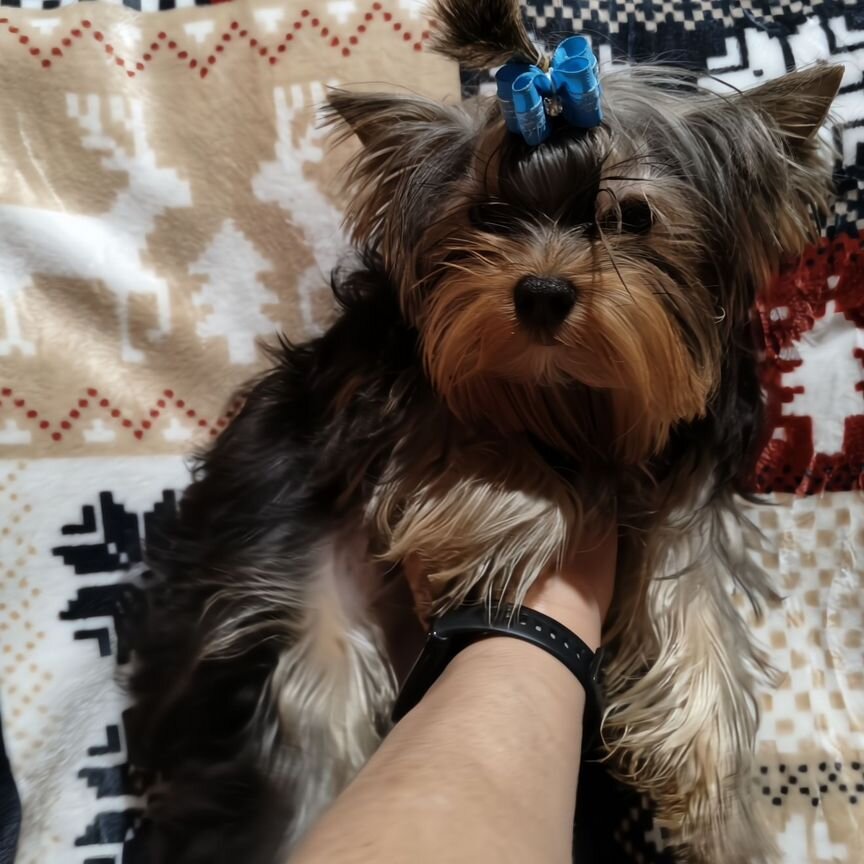 Йоркширский терьер, щенок