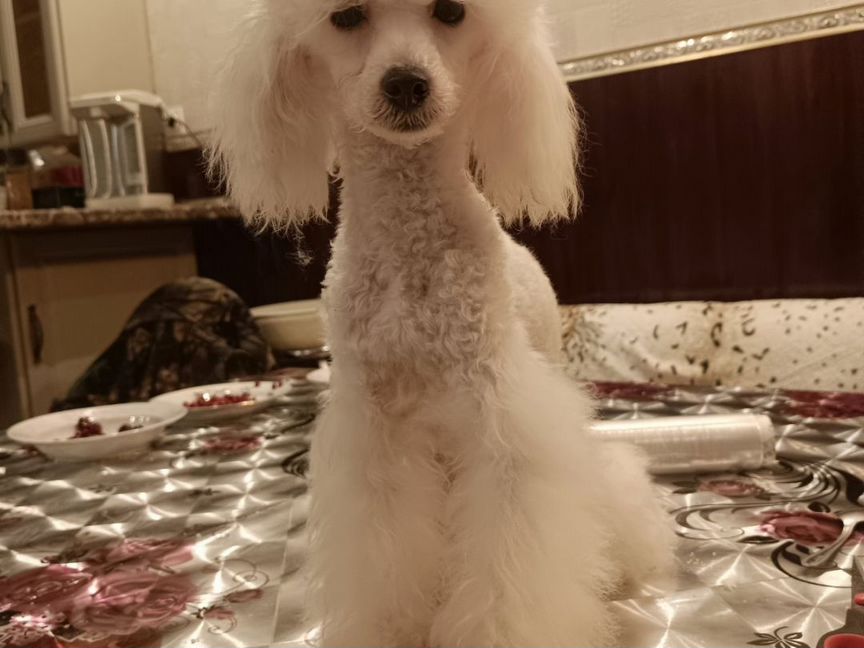 Щенки той пуделя