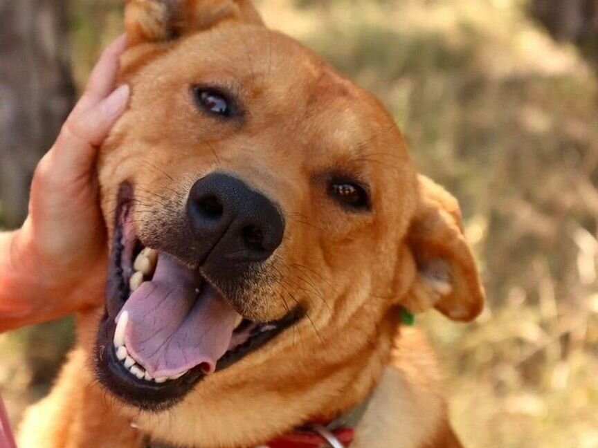 Замечательный пёсик Рэд в добрые руки